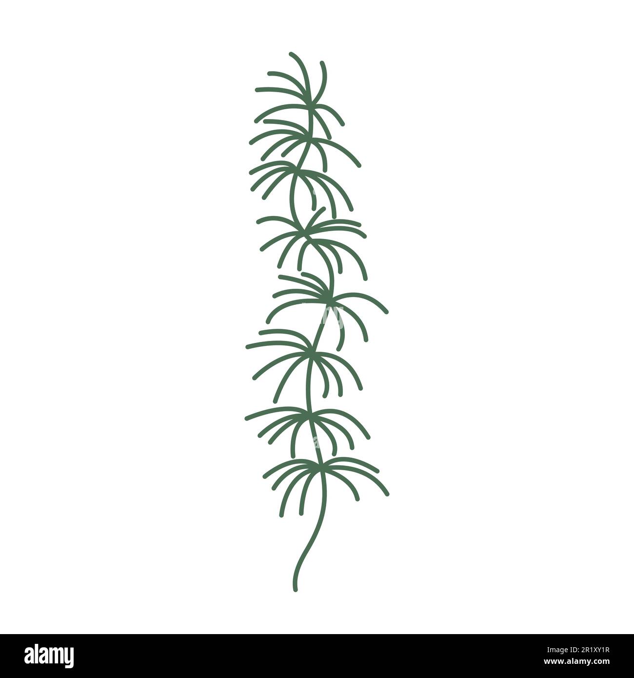 Marin flora Cut Out Stock Images & Pictures - Alamy