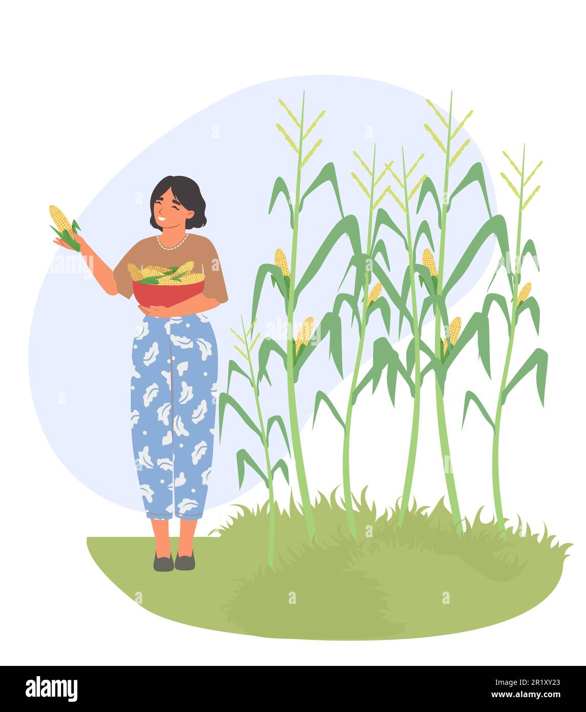 Woman gathering corn harvest isolated on white background Stock Vector ...
