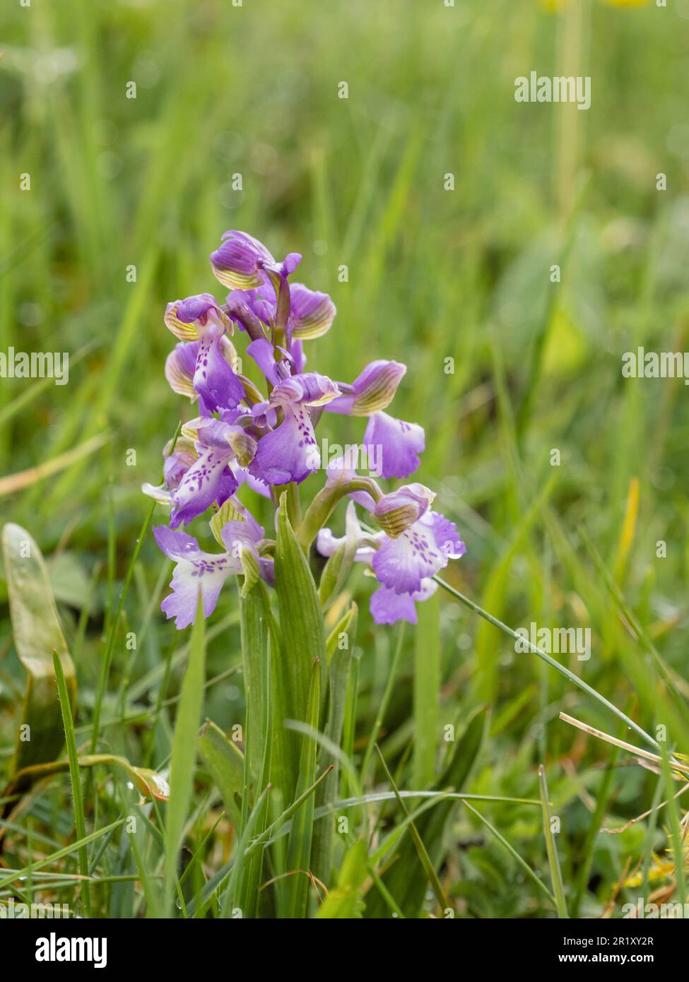 Pale Green Winged Orchid - Orchis morio Stock Photo - Alamy