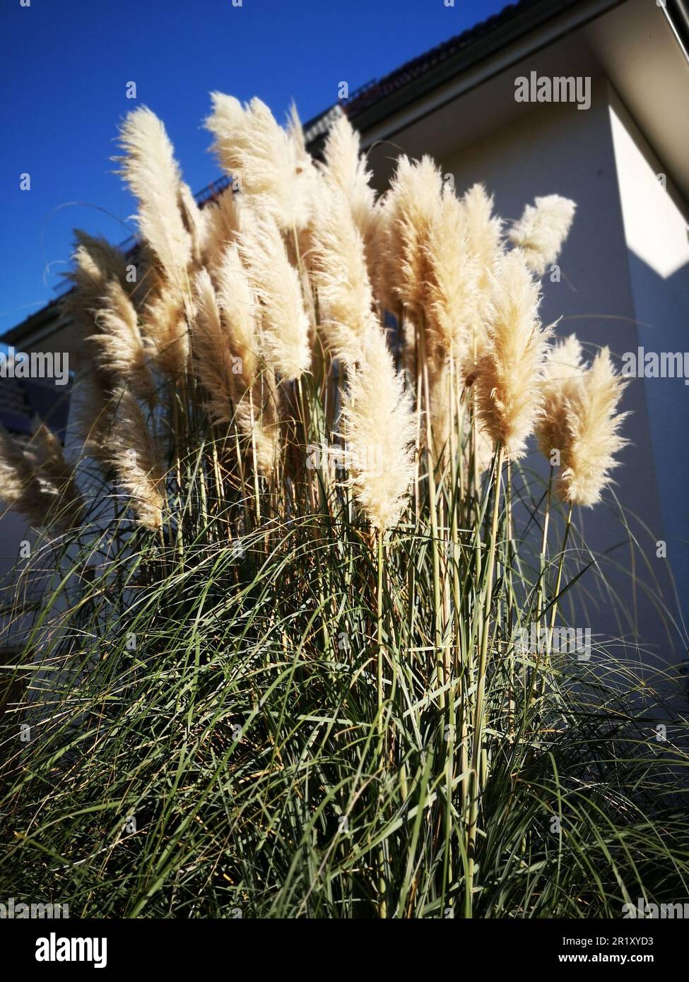 A bunch of Pampas grass in a garden with a house in the background ...