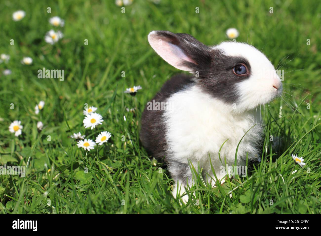 black and white rabbit in the green grass Stock Photo - Alamy