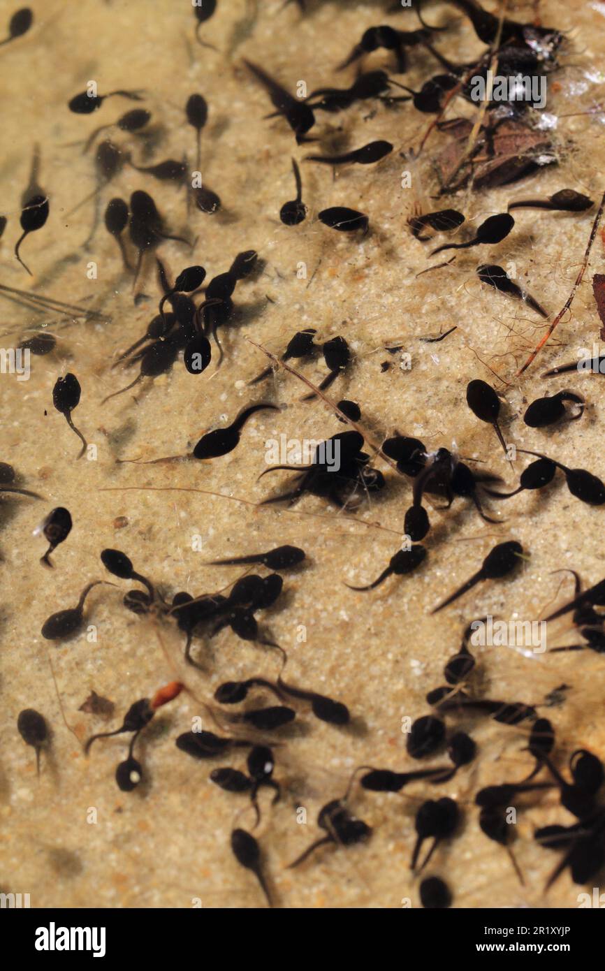 Freshwater tadpoles hi-res stock photography and images - Alamy