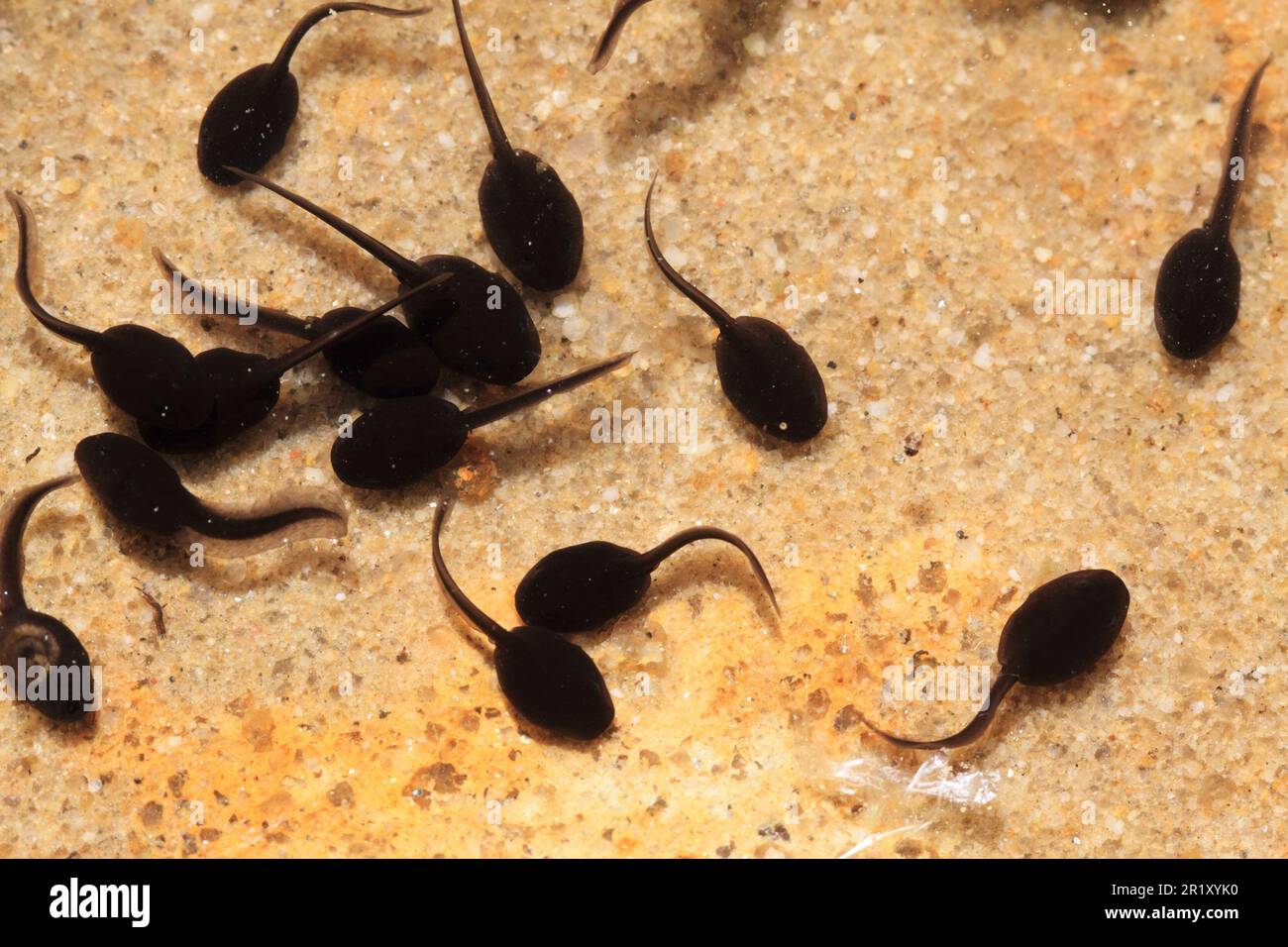 tadpoles in the fresh water as nice spring background Stock Photo - Alamy