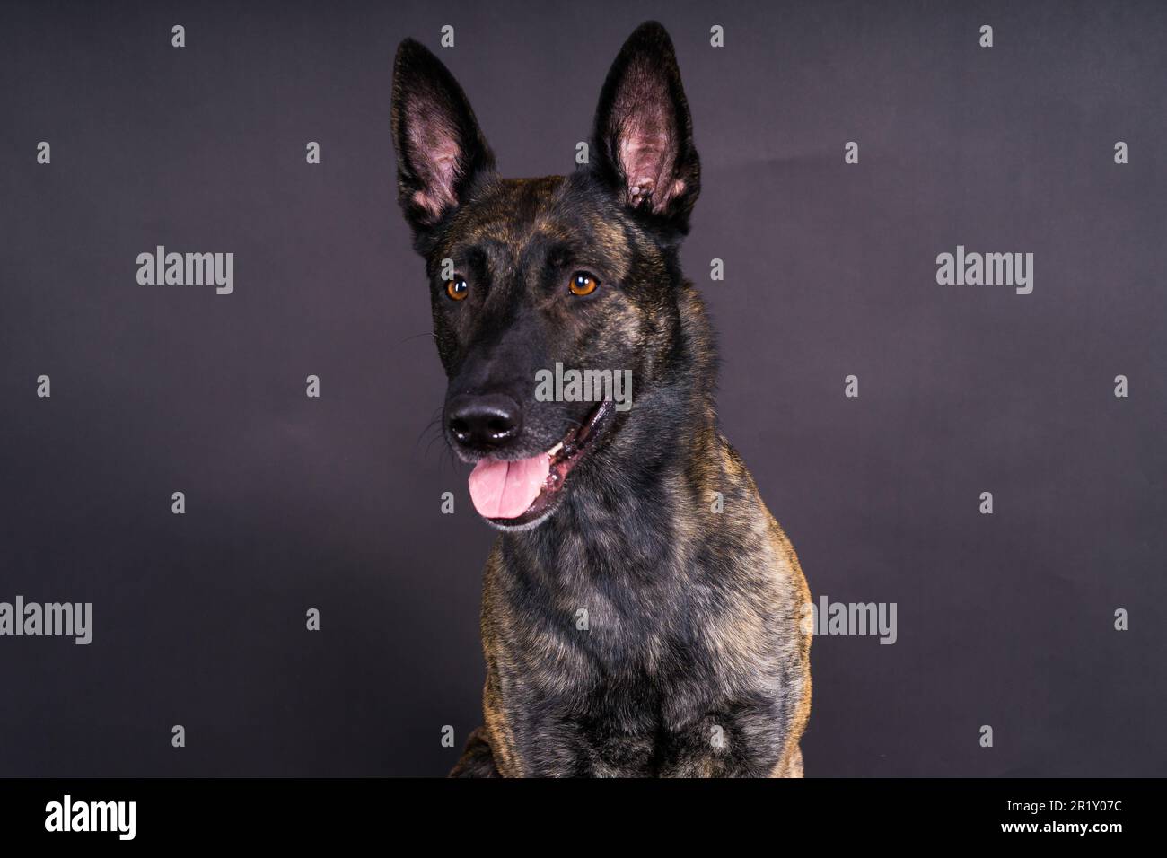 Dutch Shepherd Puppy Dog portrait in studio closeup, dark, red ...