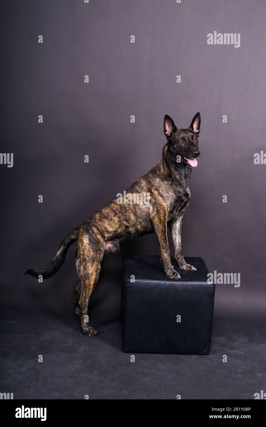 Dutch Shepherd Puppy Dog portrait in studio closeup, dark, red ...