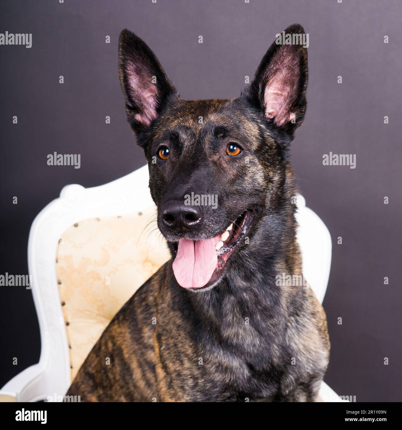 Dutch Shepherd Puppy Dog portrait in studio closeup, dark, red ...