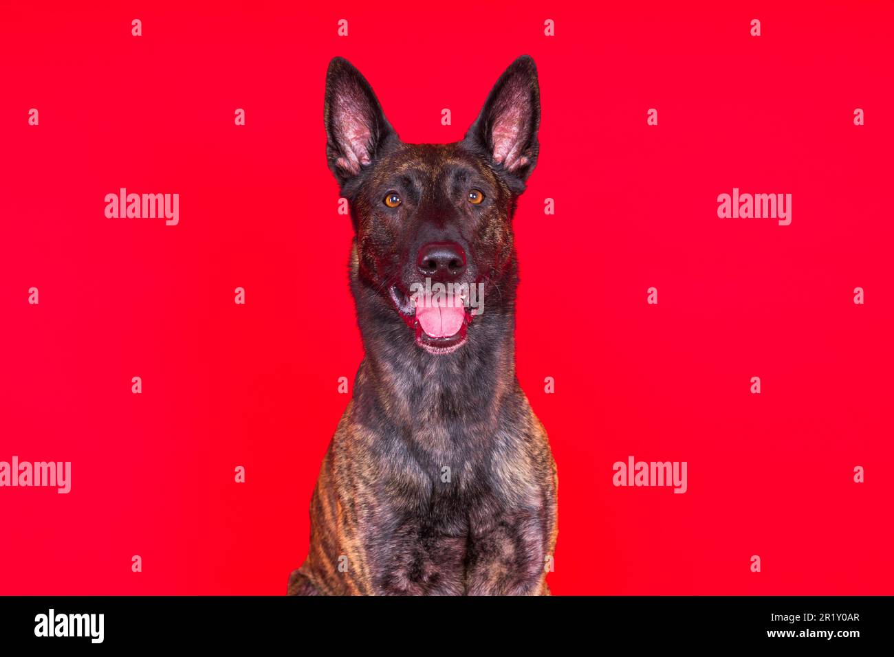 Dutch Shepherd Puppy Dog portrait in studio closeup, dark, red ...