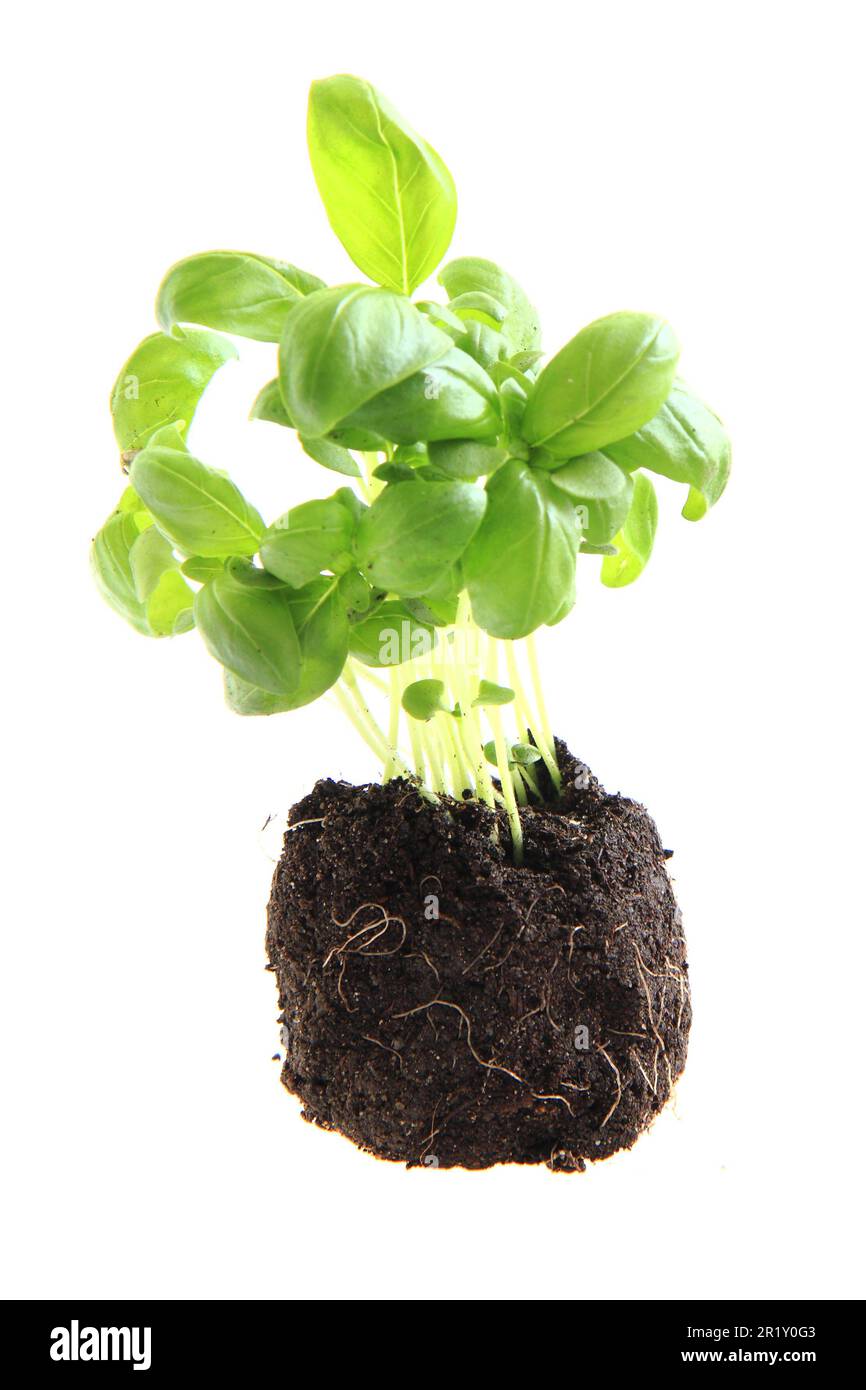 small basil plant isolated on the white background Stock Photo - Alamy