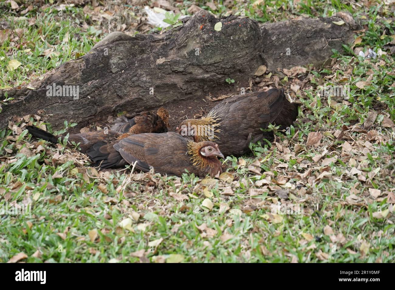 Selective shot of a brood of hens lying on the grass Stock Photo - Alamy