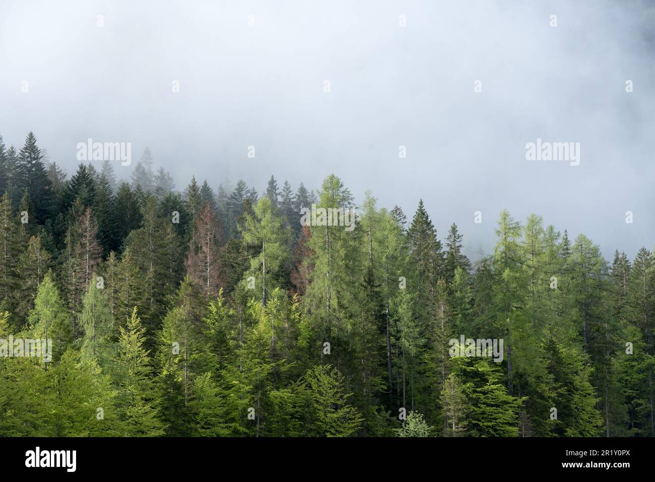 panorami delle montagne e boschi delle dolomiti all'alba con nuvole ...