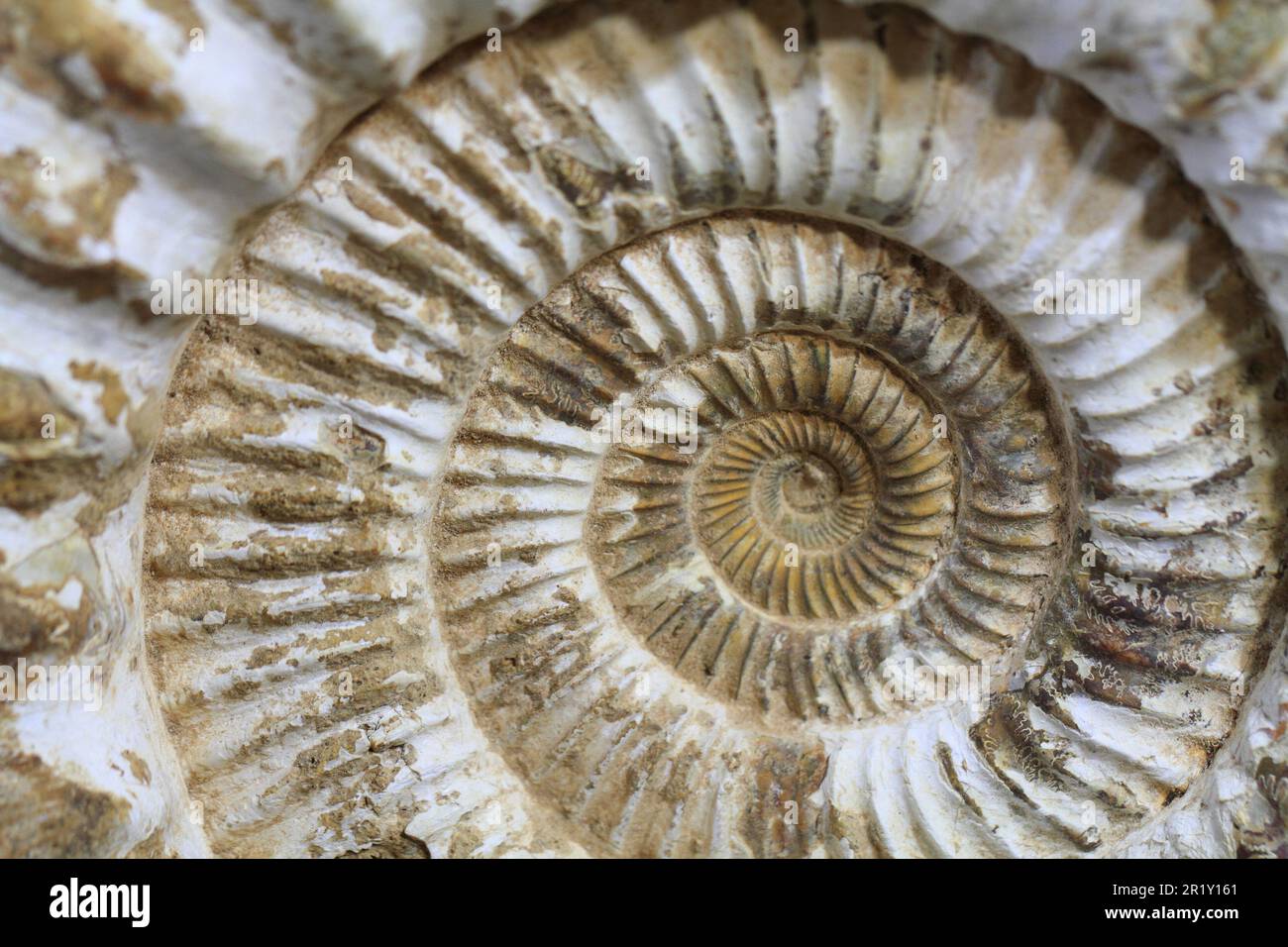 ammonites fossil as nice natural geology background Stock Photo - Alamy