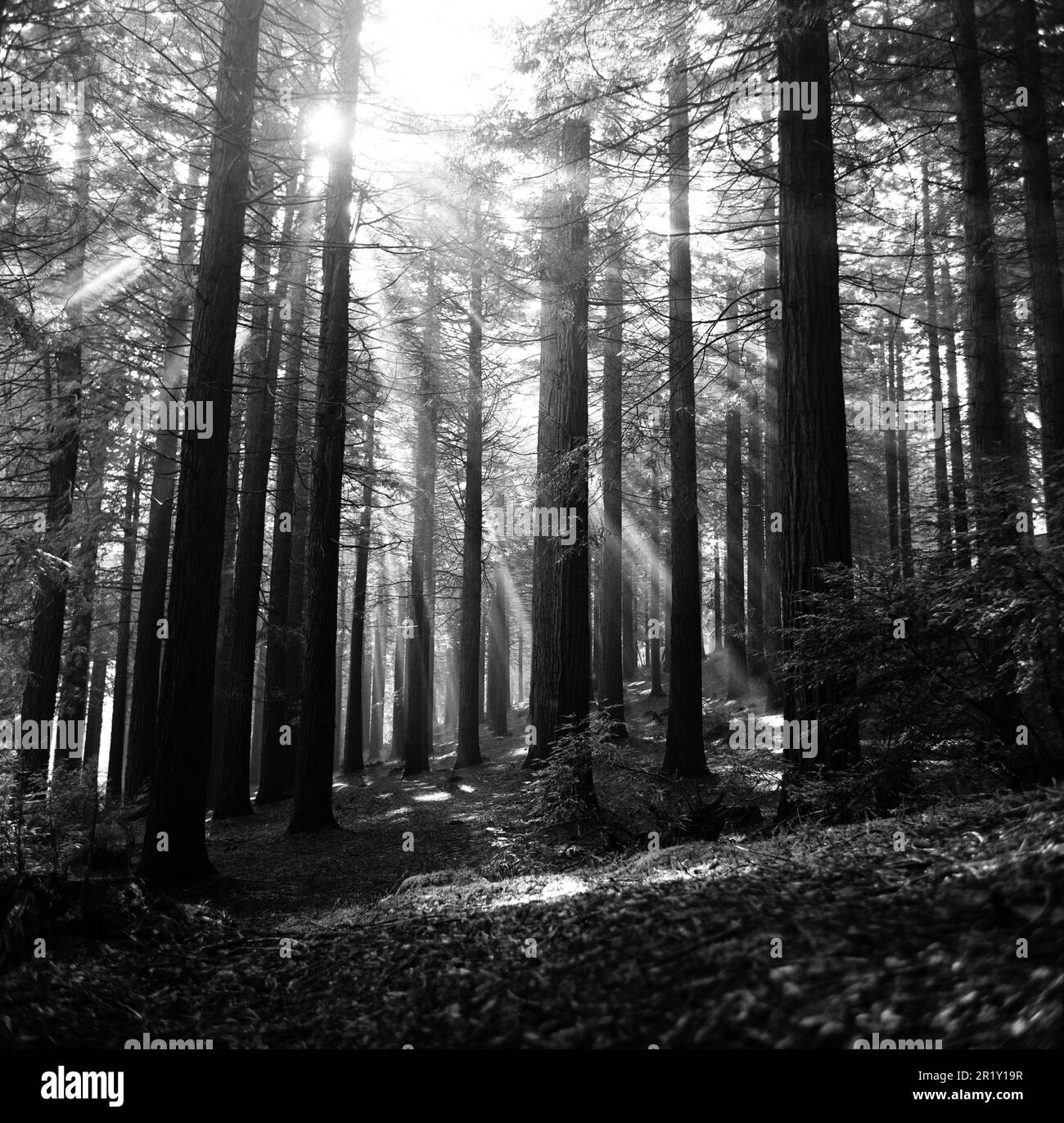 Longleat forest centre parcs Black and White Stock Photos & Images - Alamy