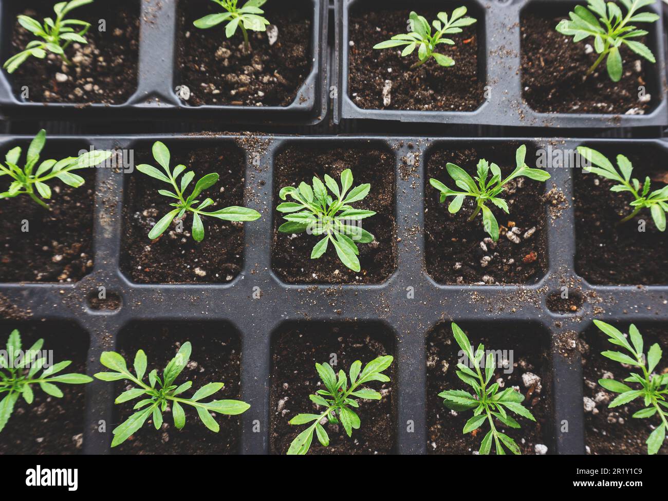 Small Marigold or Tagetes seedlings grow in soil in small plastic pots ...