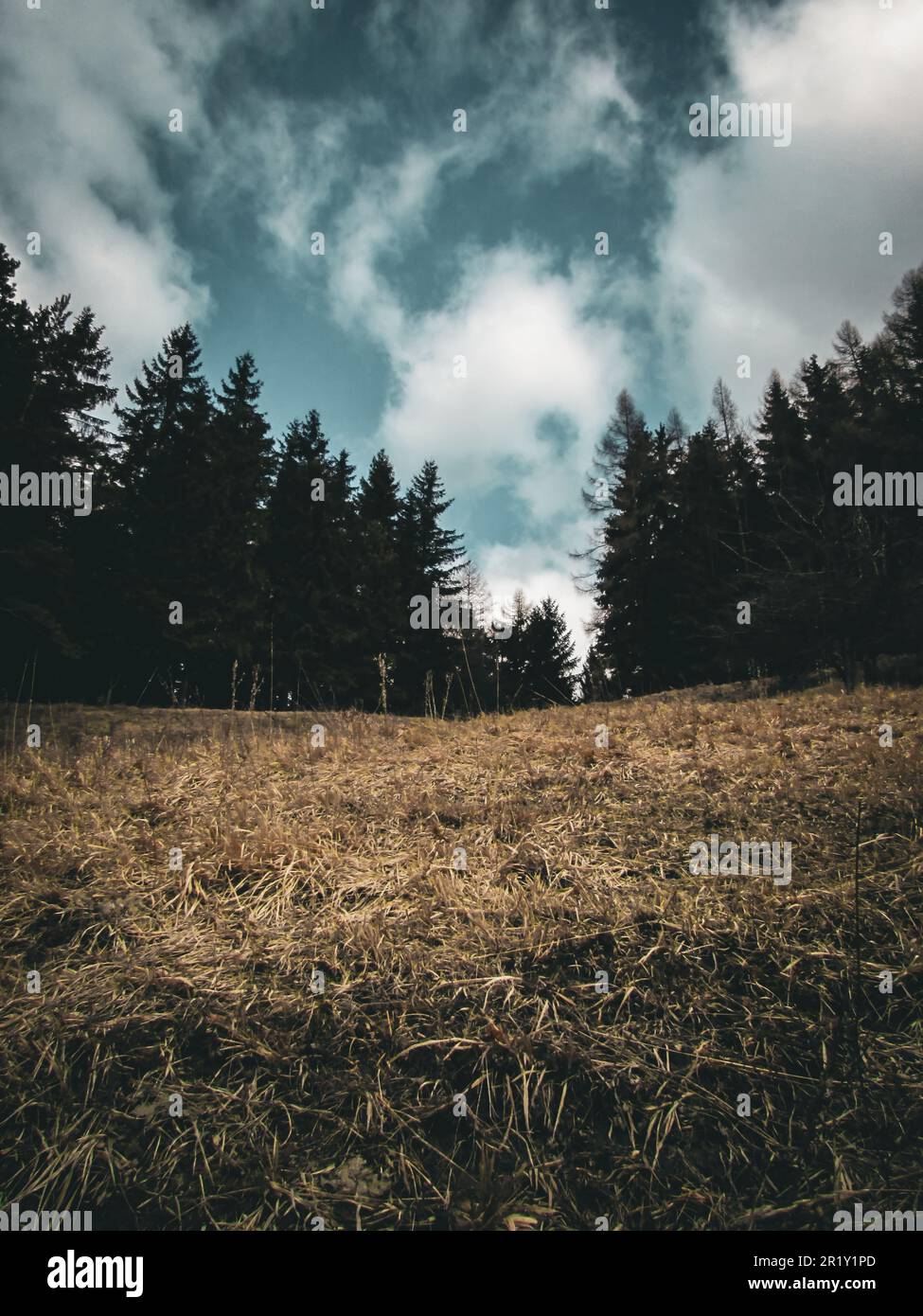 Deep forest meadow hi-res stock photography and images - Alamy