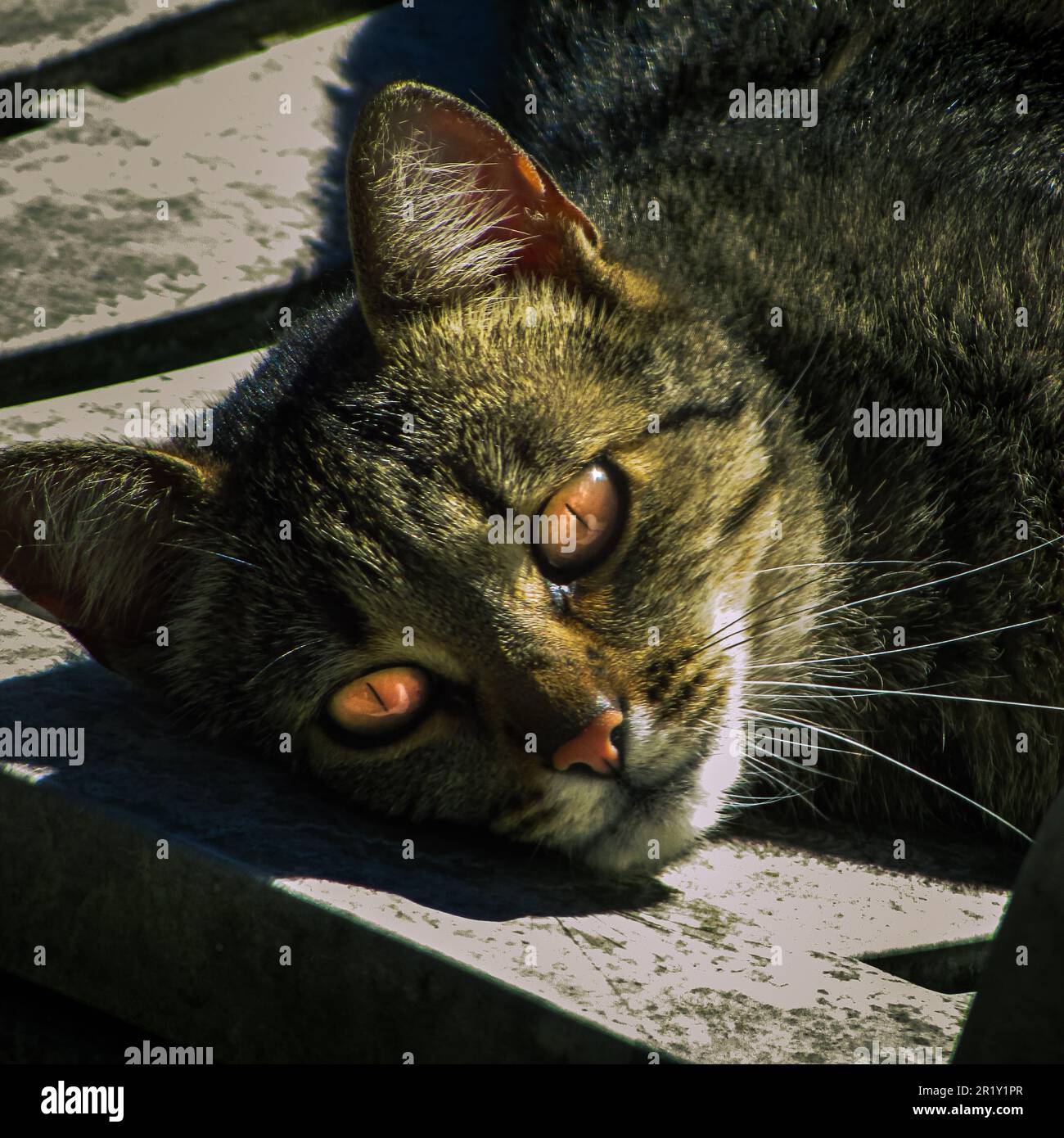pretty scary cat laying on the old and peeled off deck chair Stock ...