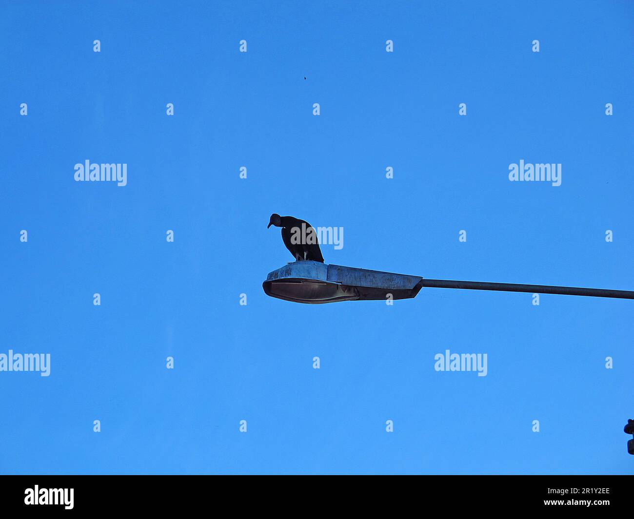 Vulture Bird at the Traffic Light in Iquitos on the Amazon river, Peru ...