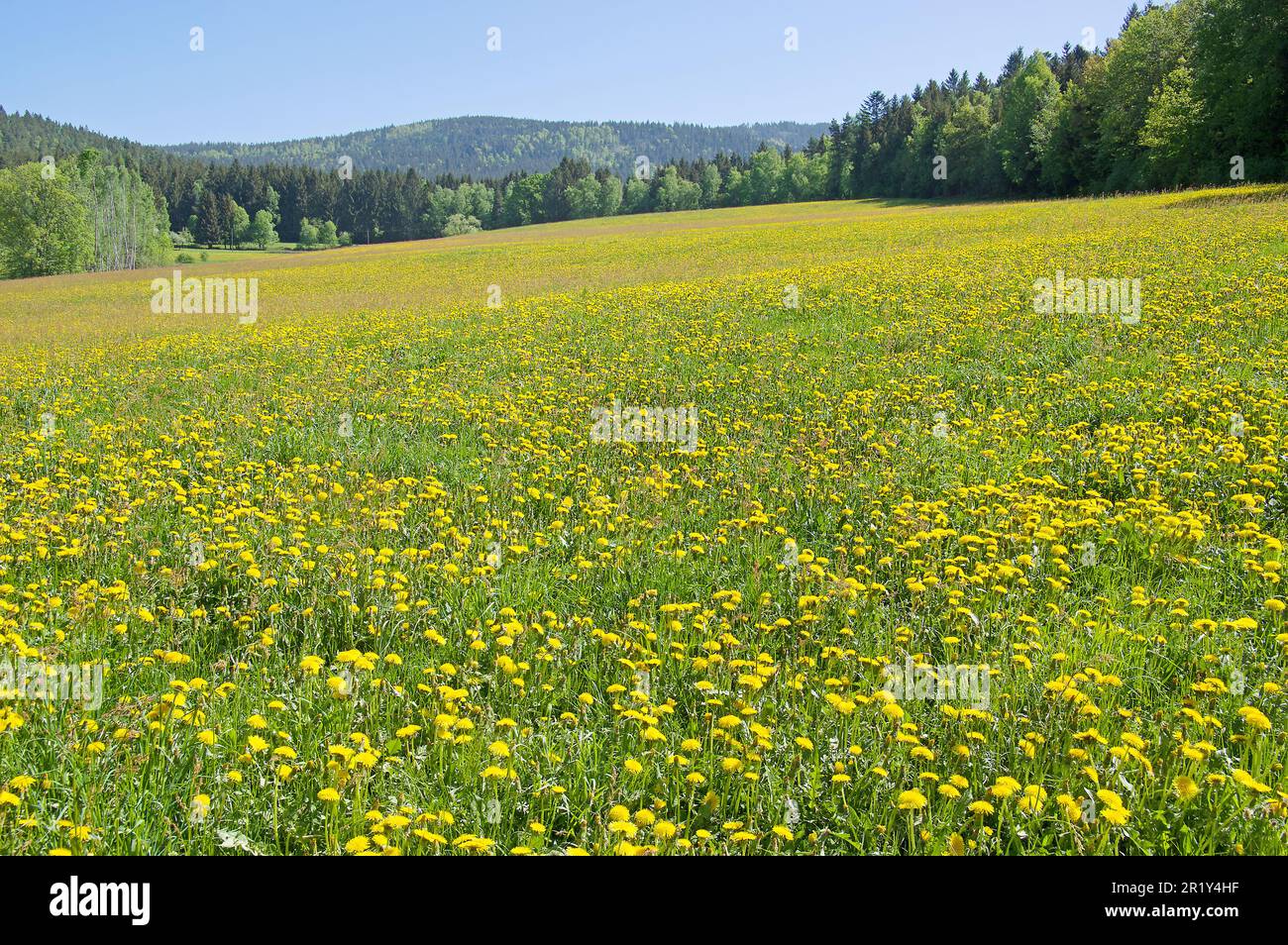 Spring meadow and mixed forest in Bavarian Forest near Lohberg. Lamer ...