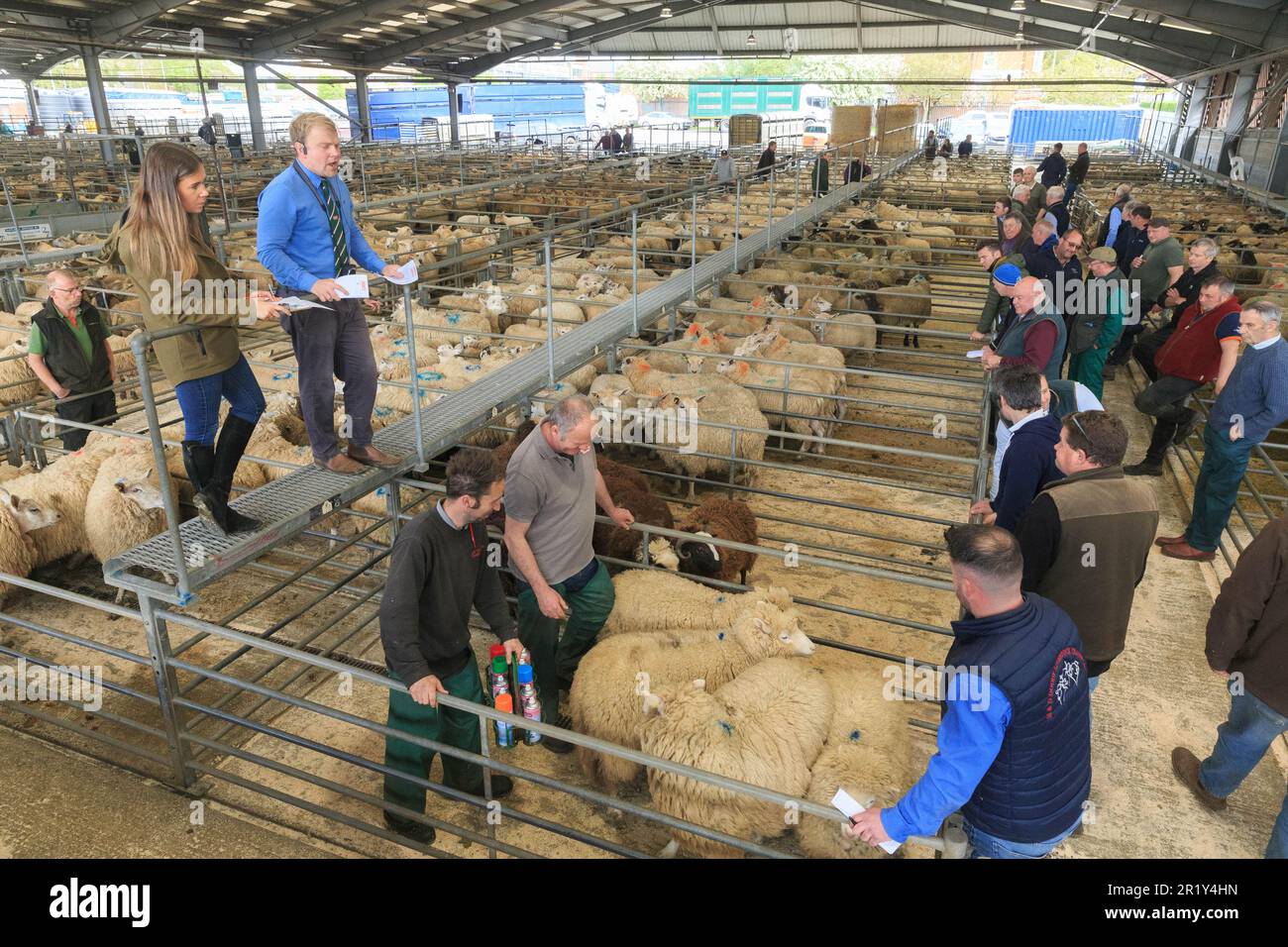 Melton Mowbray Livestock market, Leicestershire Stock Photo - Alamy