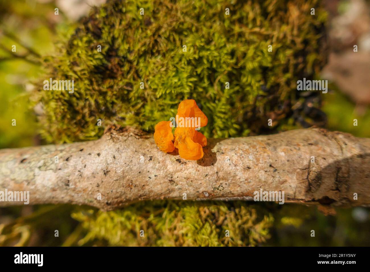 Yellow Brain Fungus (Tremella mesenterica) growing on a decaying hazel ...