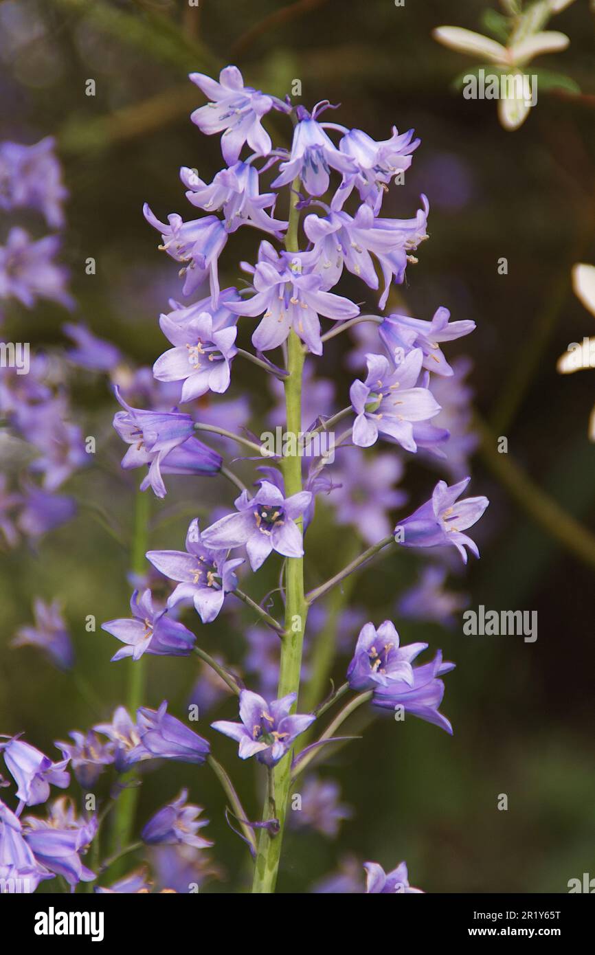 Jacinthe despagne hi-res stock photography and images - Alamy