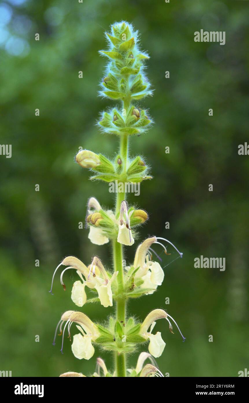 Salvia, Meadow Clary, White Meadow Sage 'Swan Lake' Salvia pratensis ...