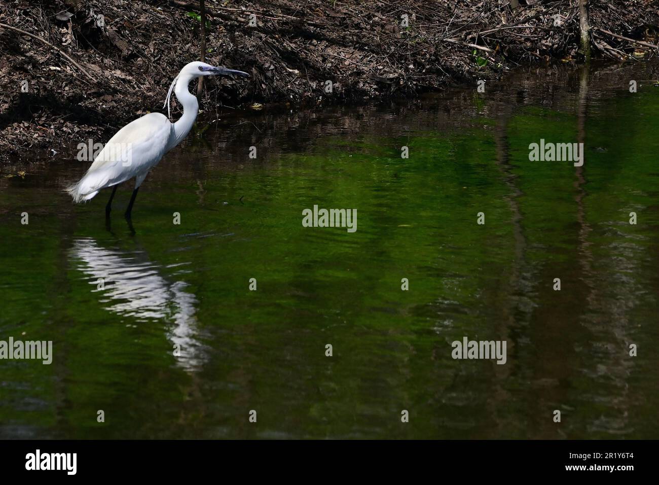 Little Egret (Egretta Garzetta) Flying Above The River in Spring Time ...