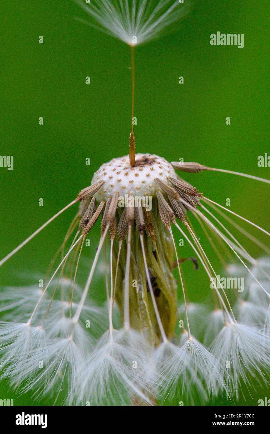 Magdeburg, Germany. 16th May, 2023. Flight seeds hang from a fruiting ...