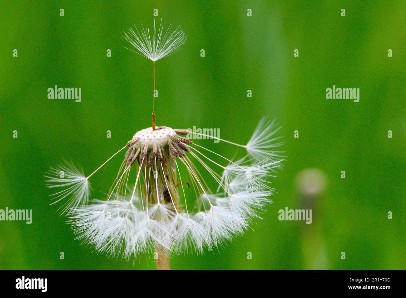 Magdeburg, Germany. 16th May, 2023. Flight seeds hang from a fruiting ...