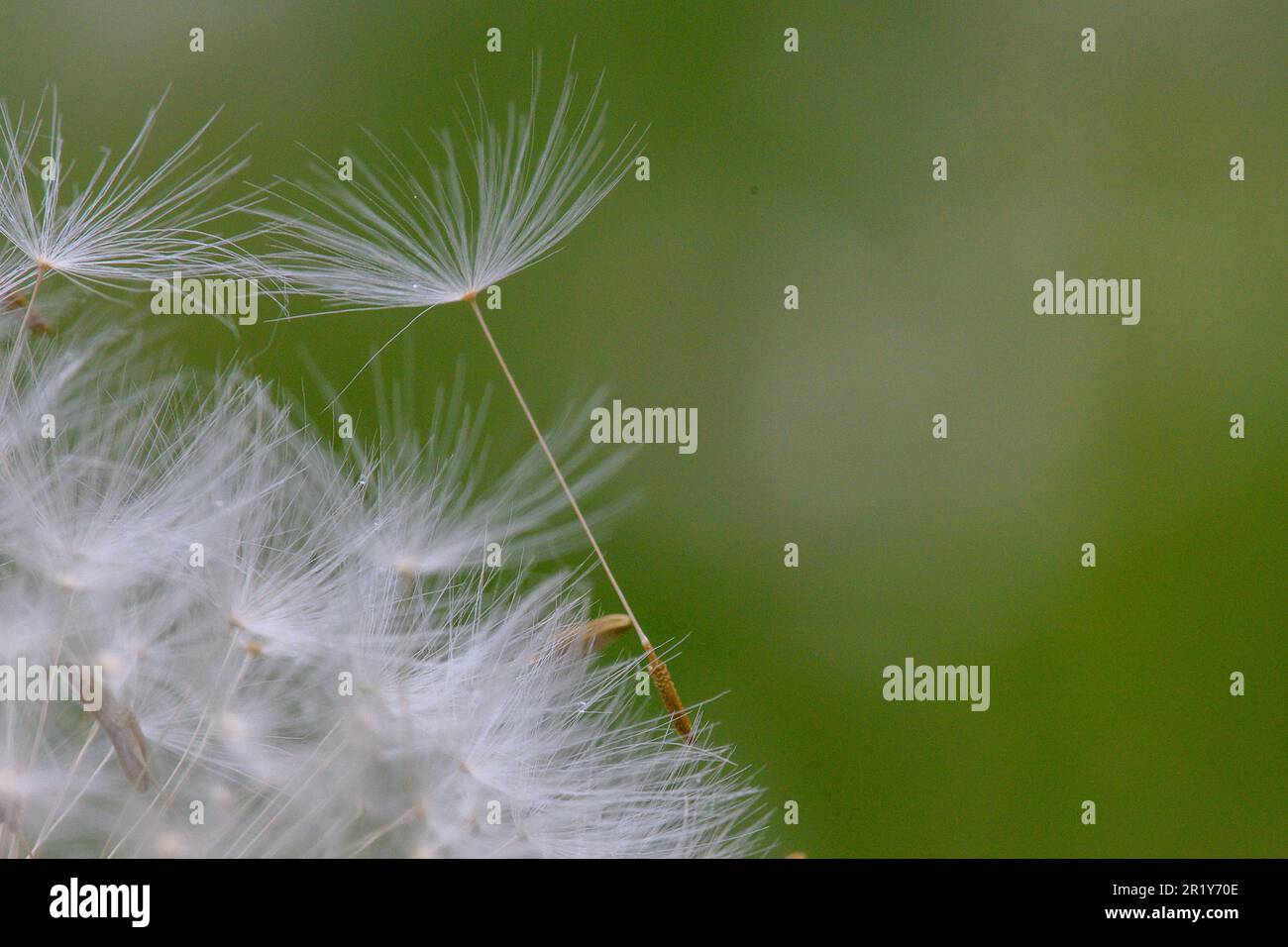 Magdeburg, Germany. 16th May, 2023. Flight seeds hang from a fruiting ...