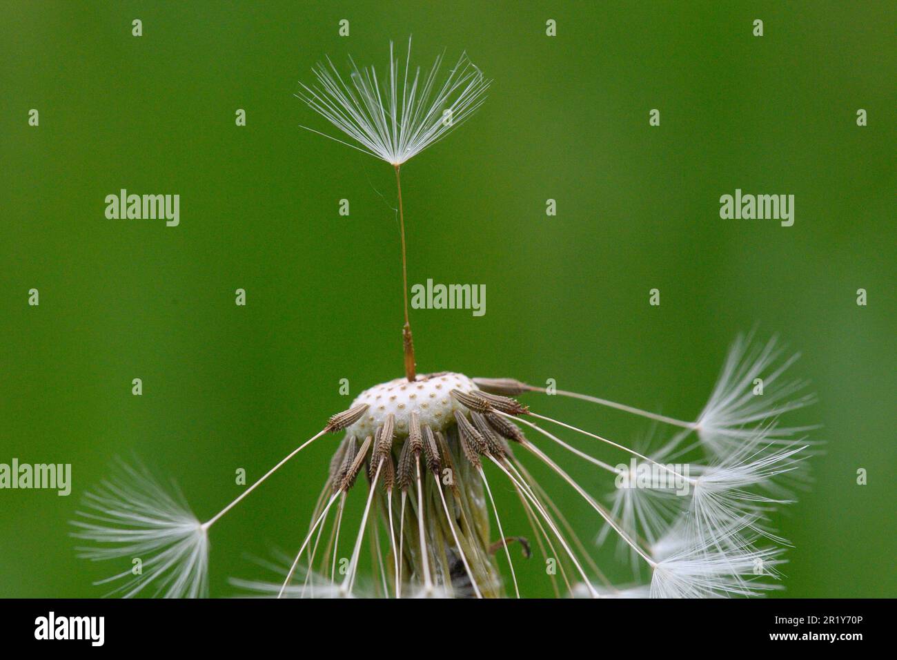 Magdeburg, Germany. 16th May, 2023. Flight seeds hang from a fruiting ...