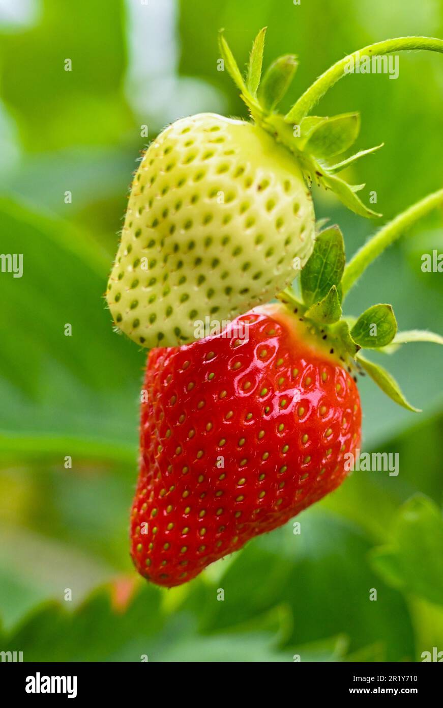 Staggered manner hi-res stock photography and images - Alamy