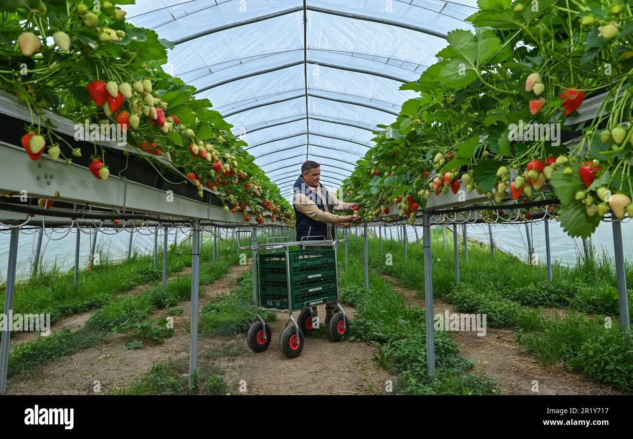 Staggered manner hi-res stock photography and images - Alamy