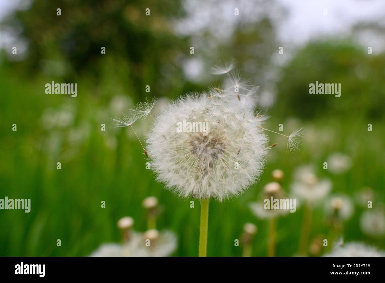 Magdeburg, Germany. 16th May, 2023. Flight seeds hang from a fruiting ...