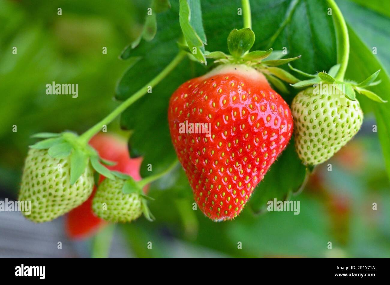 Staggered manner hi-res stock photography and images - Alamy