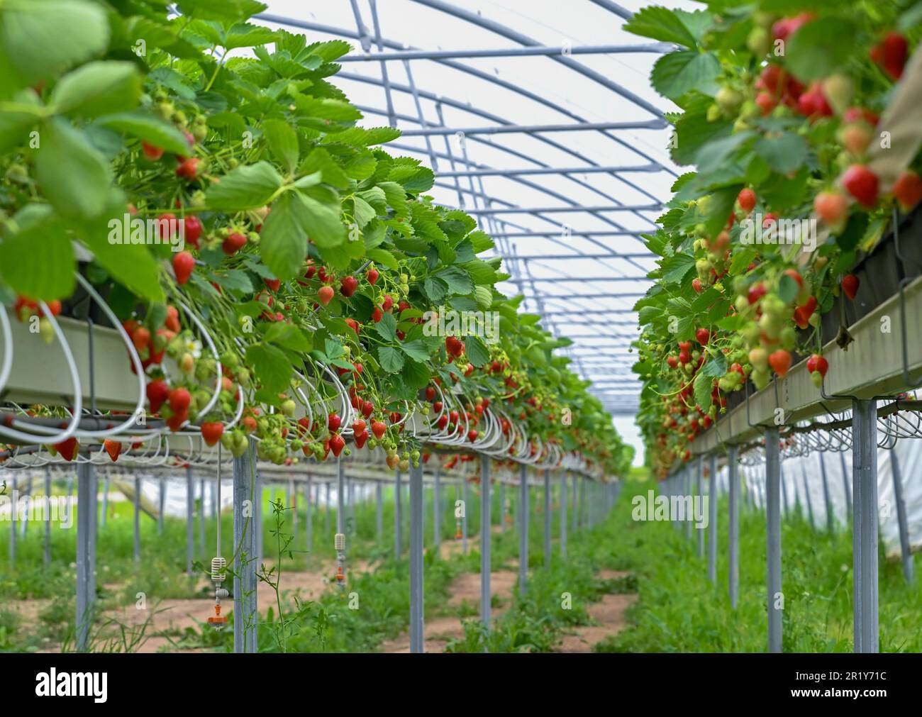 Staggered manner hi-res stock photography and images - Alamy