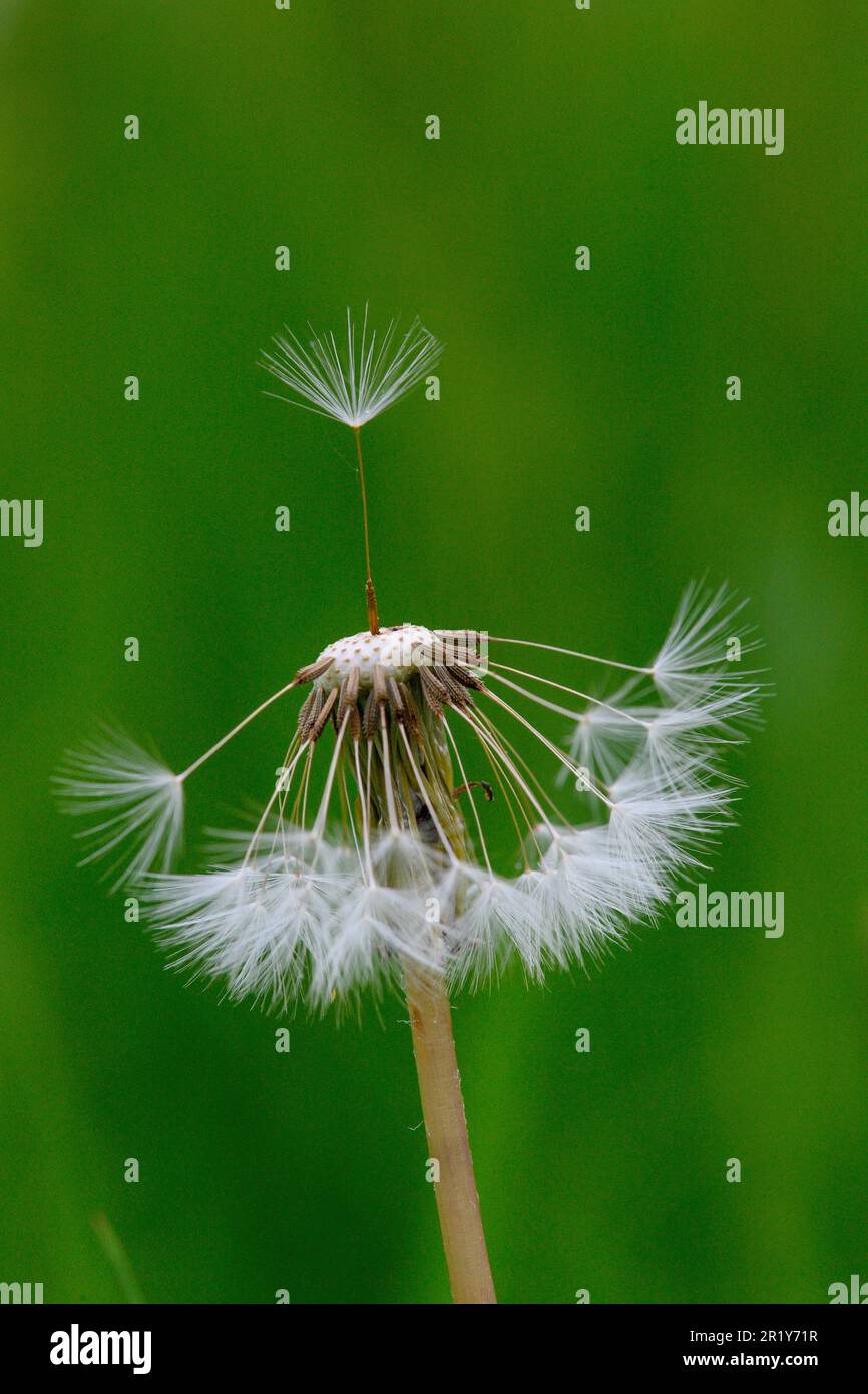 Magdeburg, Germany. 16th May, 2023. Flight seeds hang from a fruiting ...