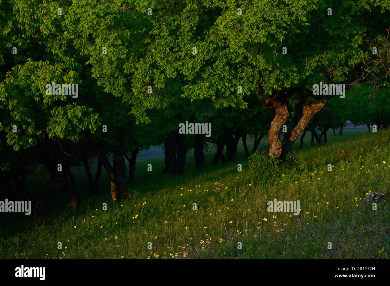 Spring in Macin Mountains, Romania at Sunset Stock Photo - Alamy