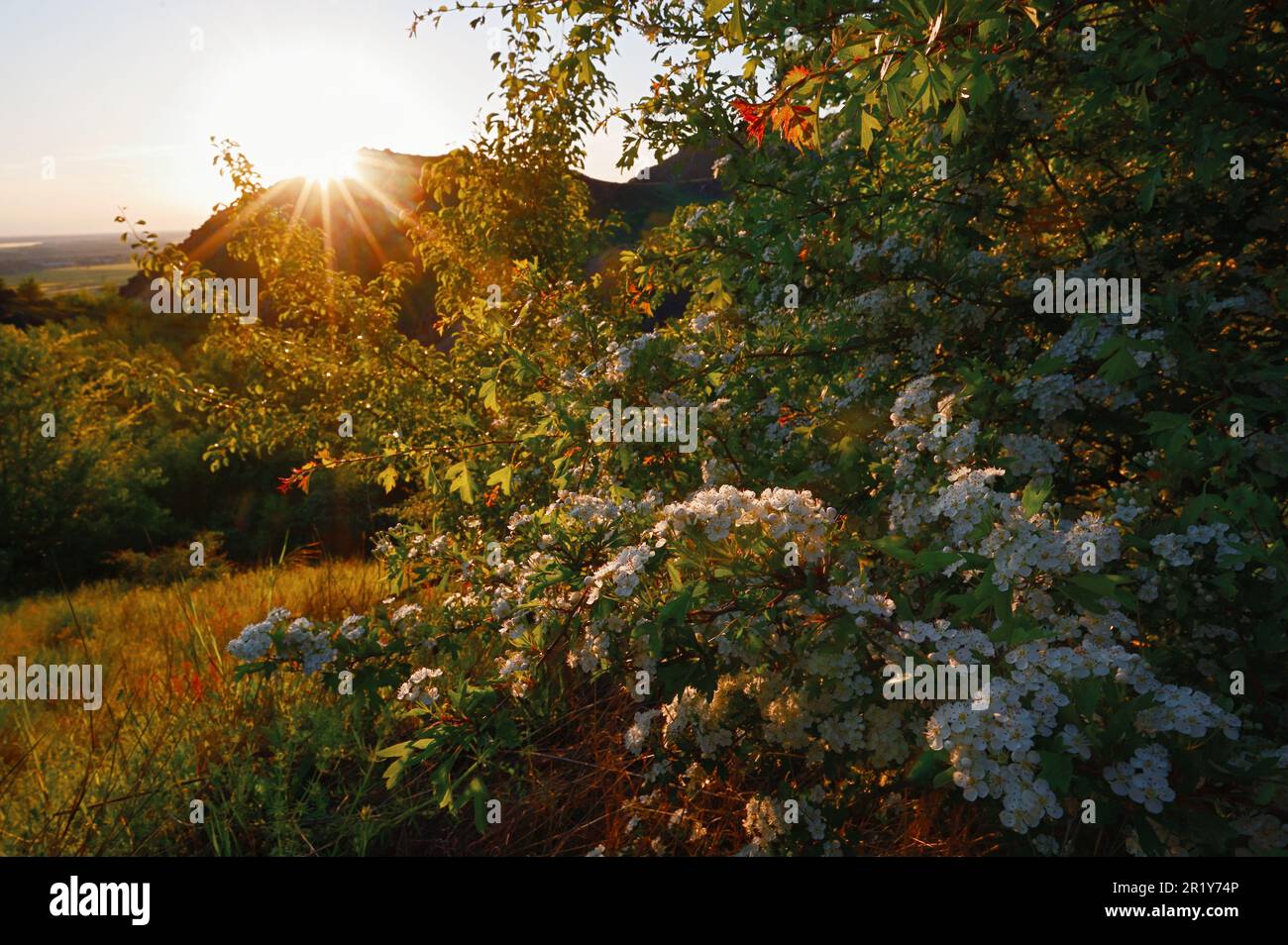 Hawthorn, Crataegus Monogyna In Mountain Spring at Sunset Stock Photo ...