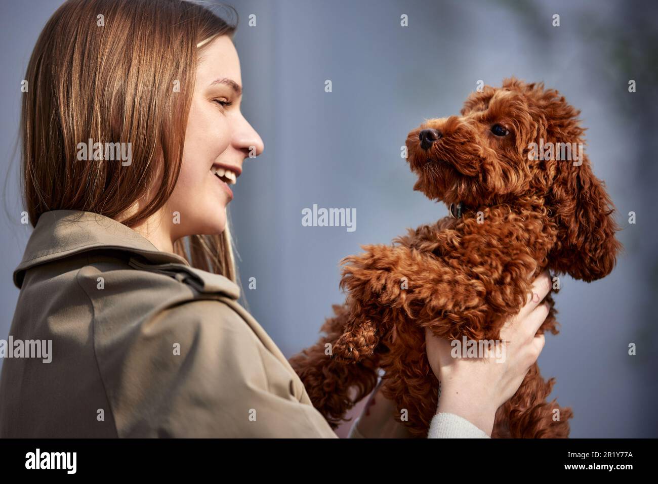 Close-up of a young blonde girl hugging her pet toy poodle. Girl and ...