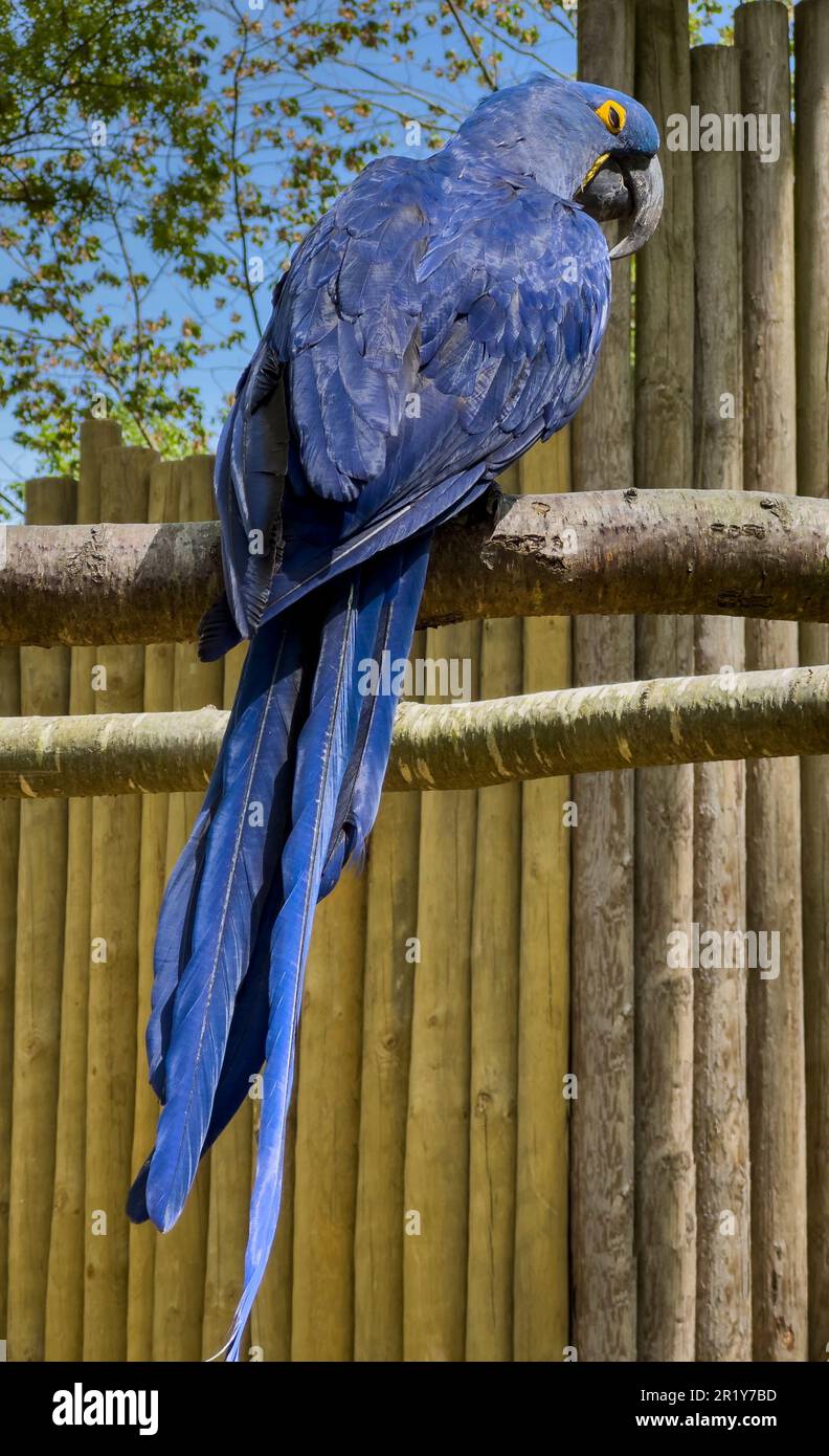 Parrot Tail Feathers