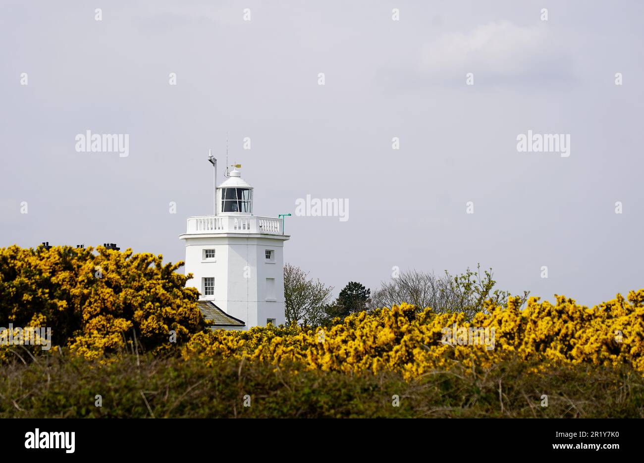 Cromer lighthouse in the distance, yellow flowers in the foreground ...