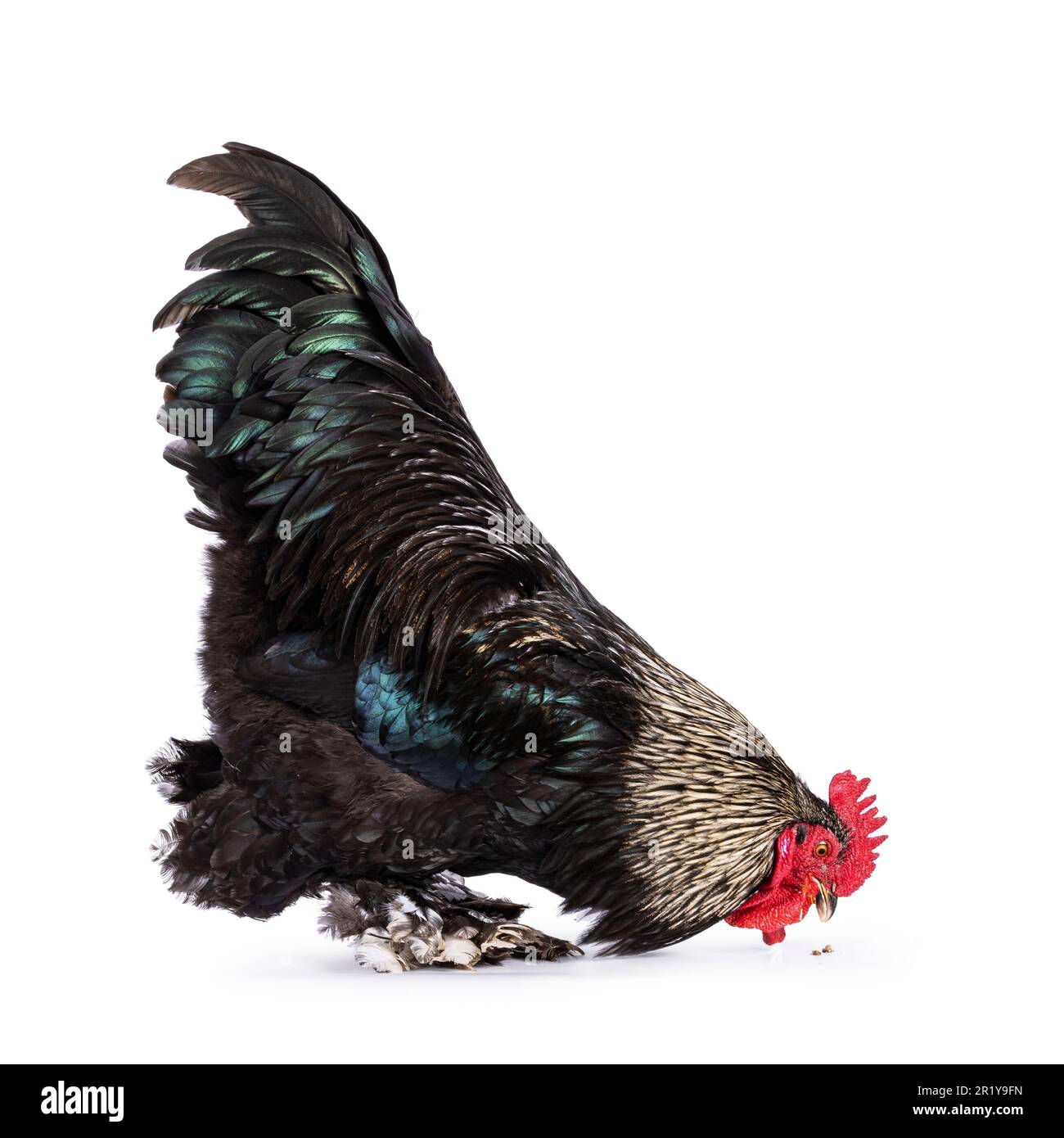 Impressive Brahma mix rooster, standing side ways. eating food from ...