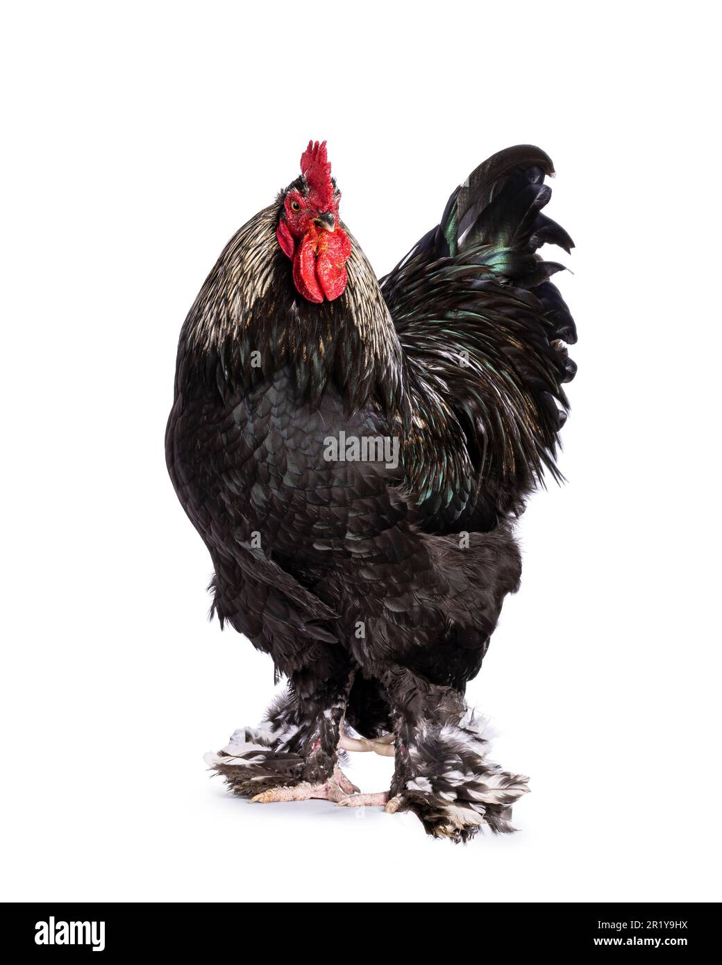 Impressive Brahma mix rooster, standing facing forward. Looking towards ...