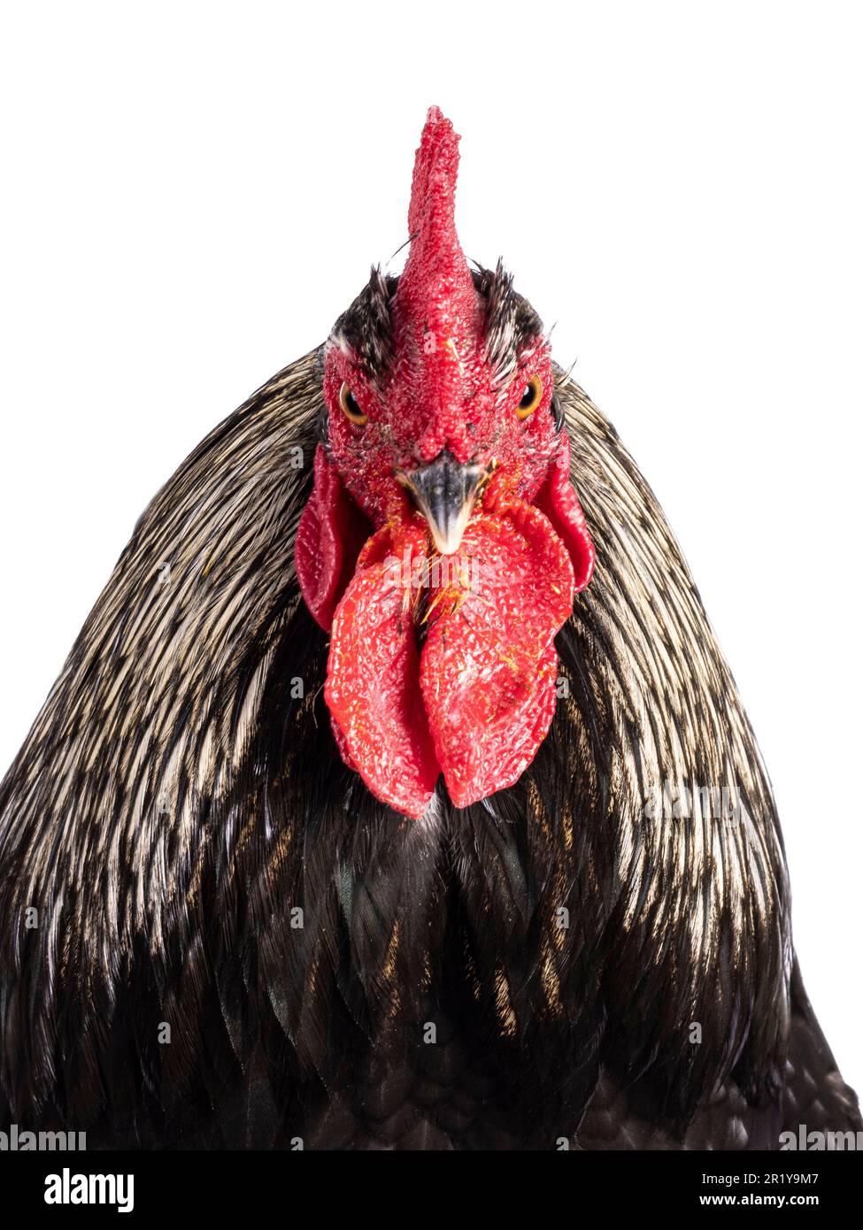 Head show of impressive Brahma mix rooster, standing facing front ...