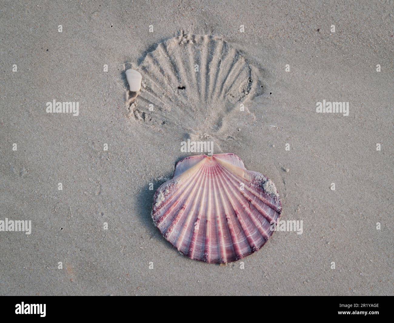 Pecten novaezealandiae hi-res stock photography and images - Alamy