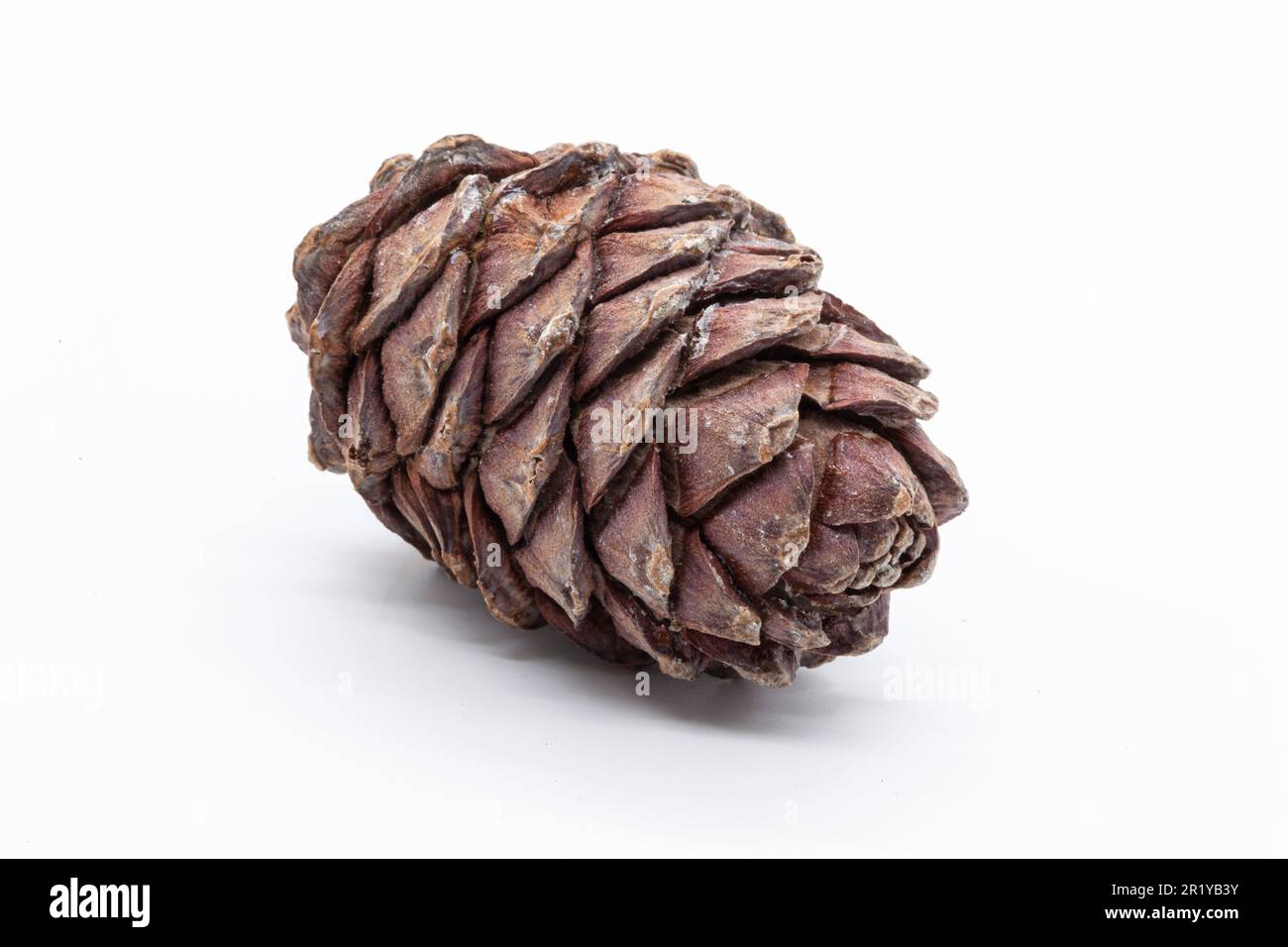 Brown pine cone with nuts inside on a white background. Photo in high ...