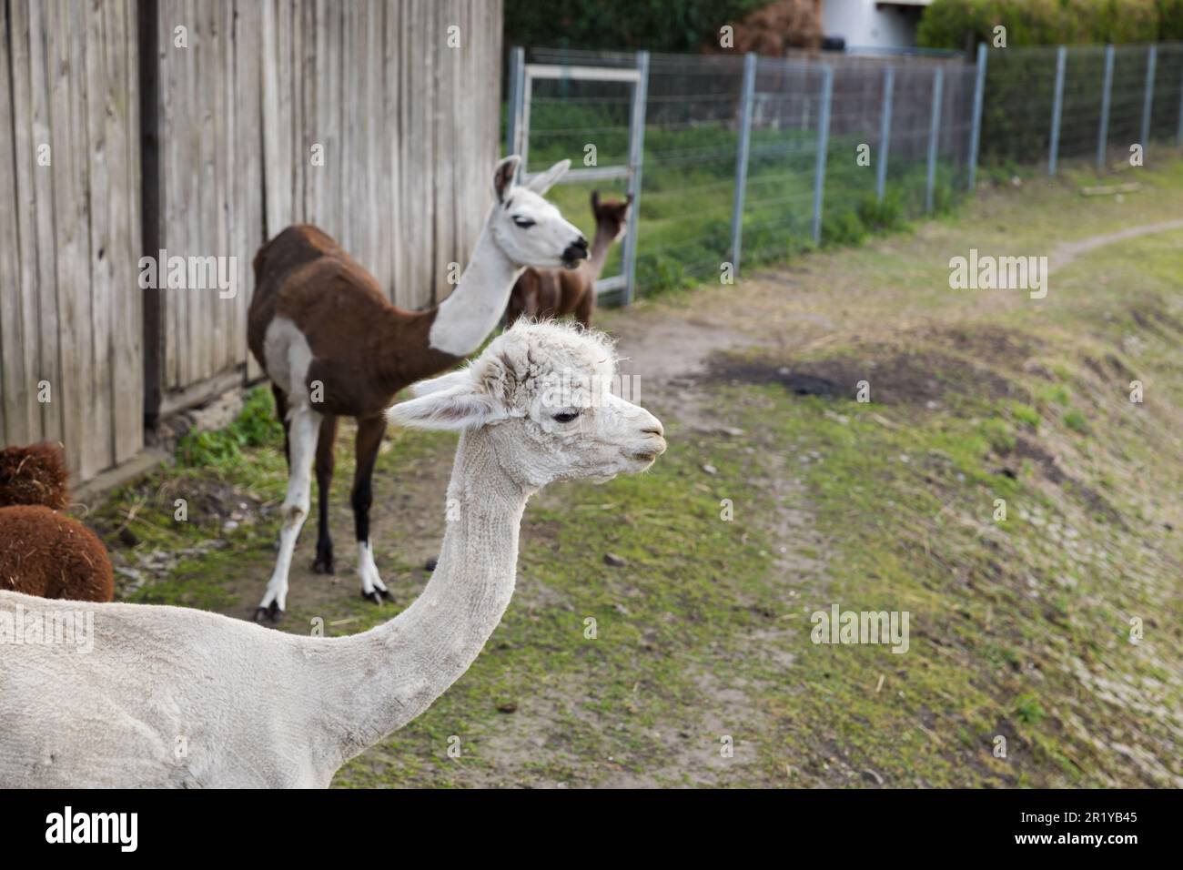 Portrait of a cute smiling alpaca, animal close-up Stock Photo - Alamy