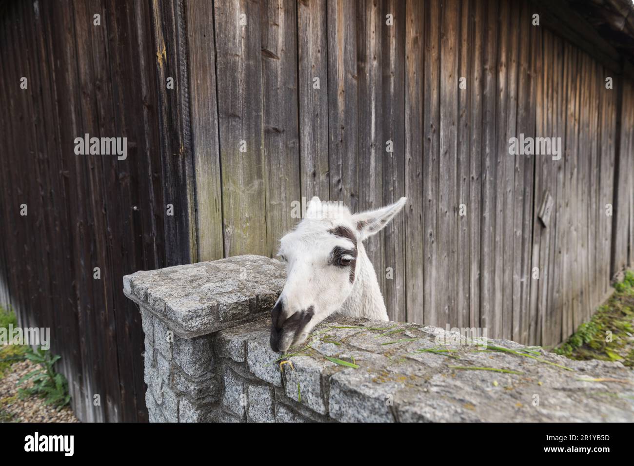 Lama eat in farm close hi-res stock photography and images - Alamy