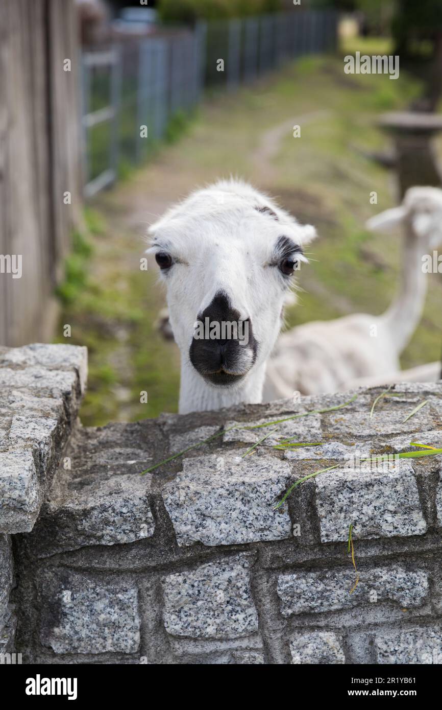Lama eat in farm close hi-res stock photography and images - Alamy