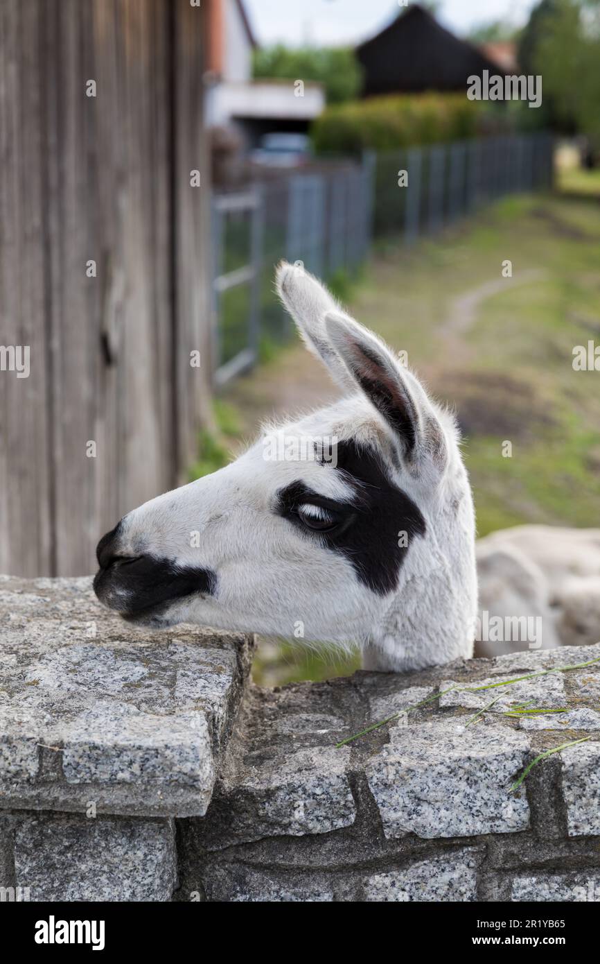 Lama eat in farm close hi-res stock photography and images - Alamy
